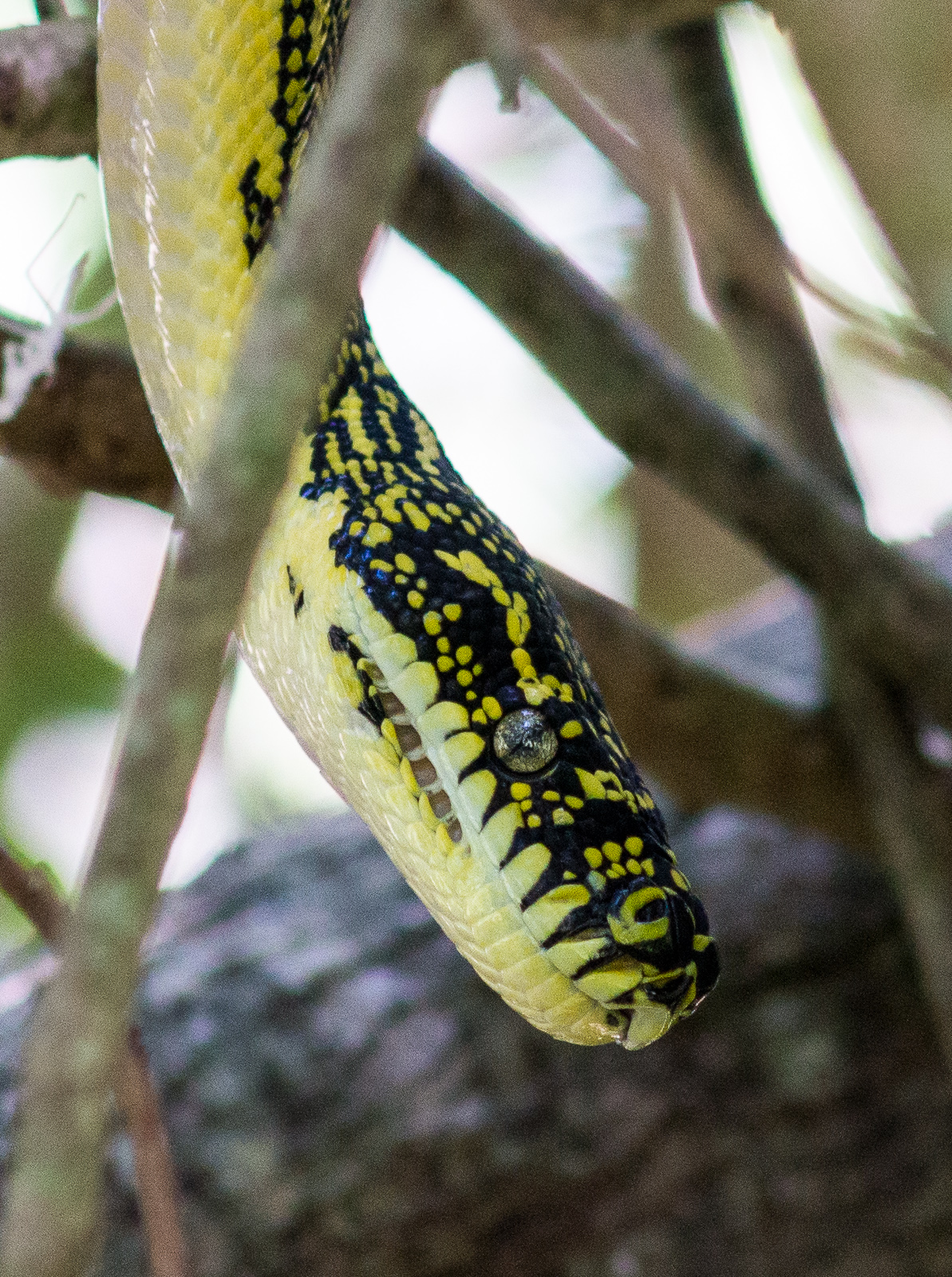 Why Our Snakes | Tampa Snakes