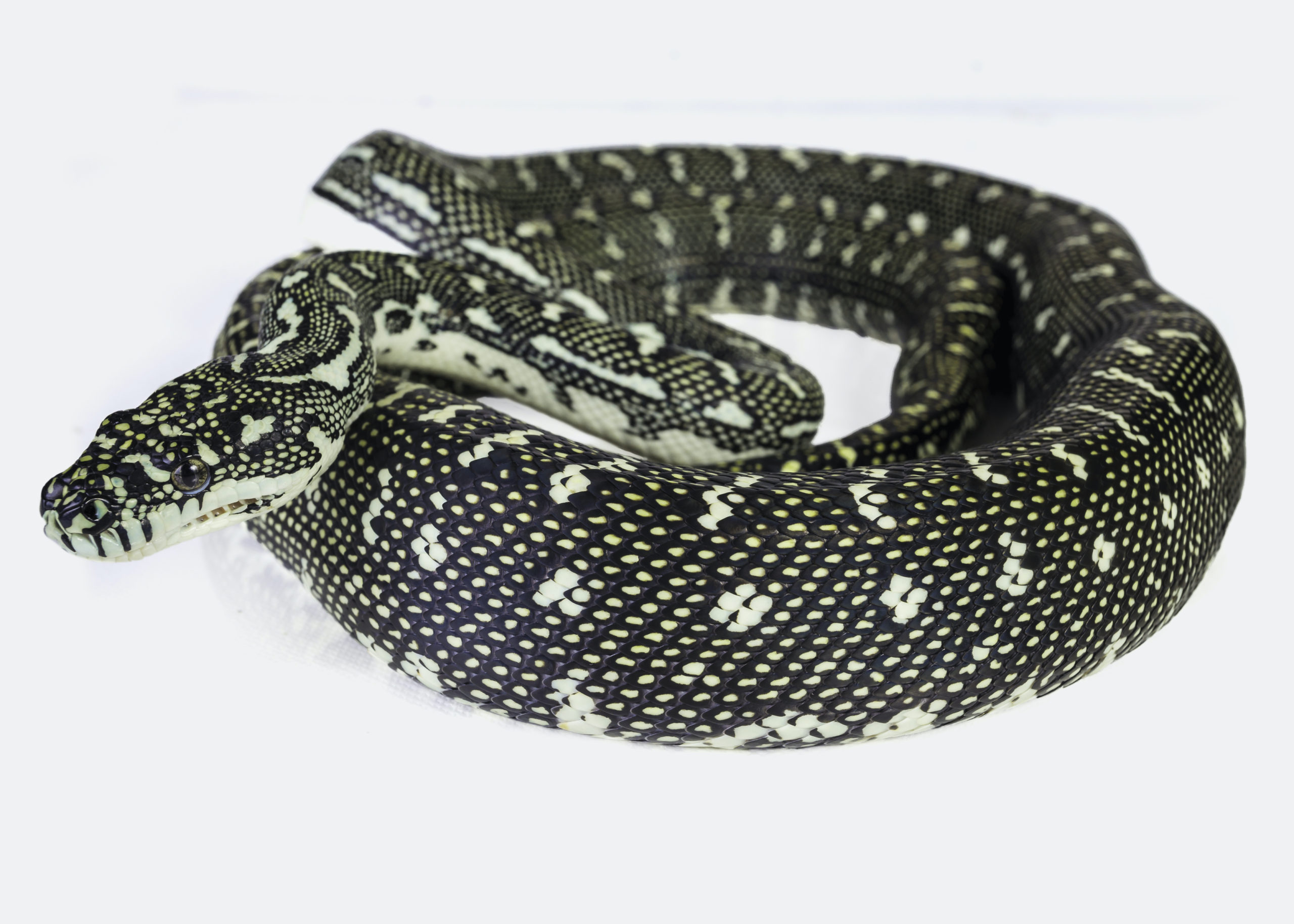 Tampa Snakes Diamond Python Breeder