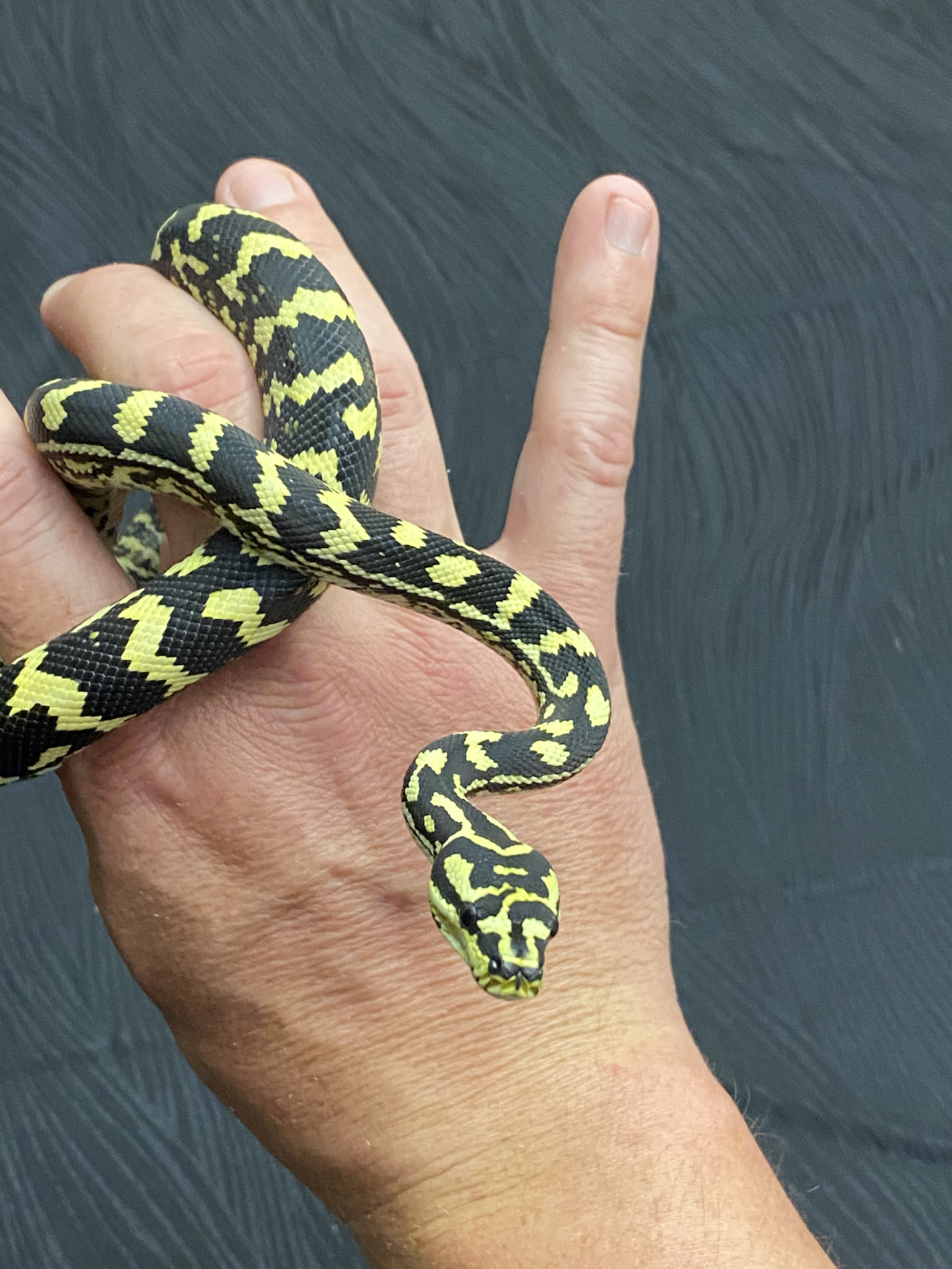 Carpet Pythons For Sale | Tampa Snakes