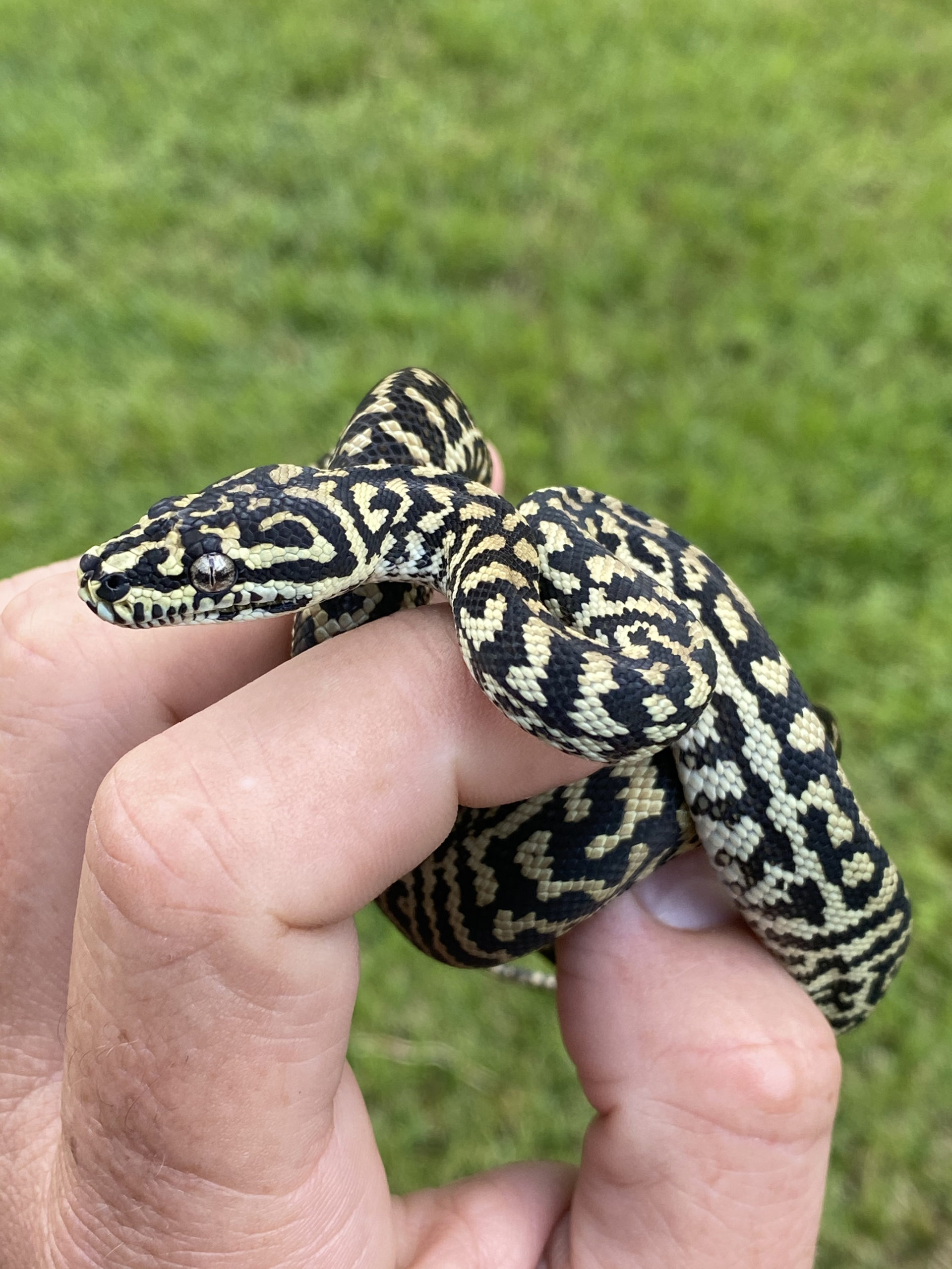 Carpet Pythons For Sale | Tampa Snakes