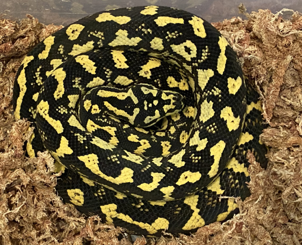 2021 “Euphoria” Jungle Jag & Jag Siblings | Tampa Snakes