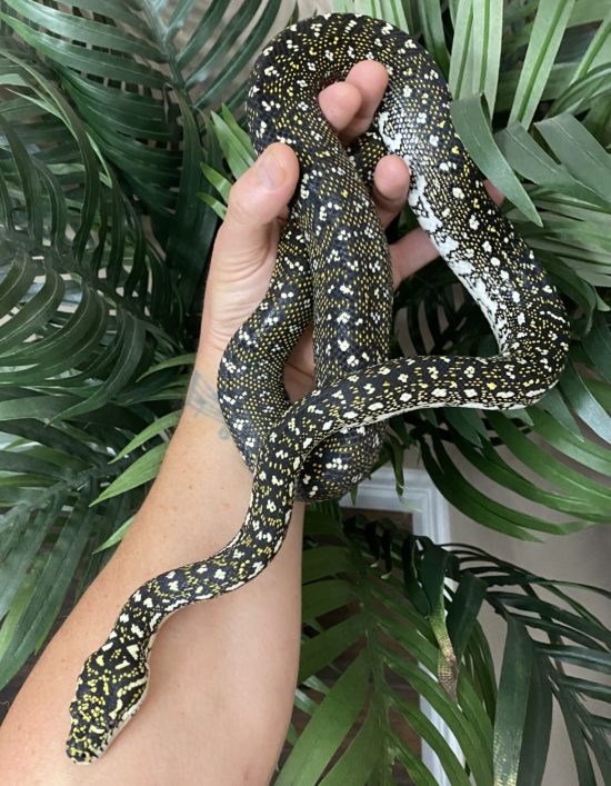 Diamond Pythons for Sale | Tampa Snakes