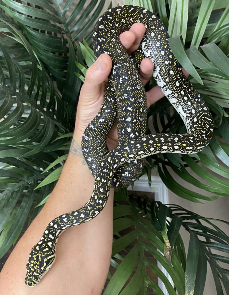 Diamond Pythons for Sale | Tampa Snakes