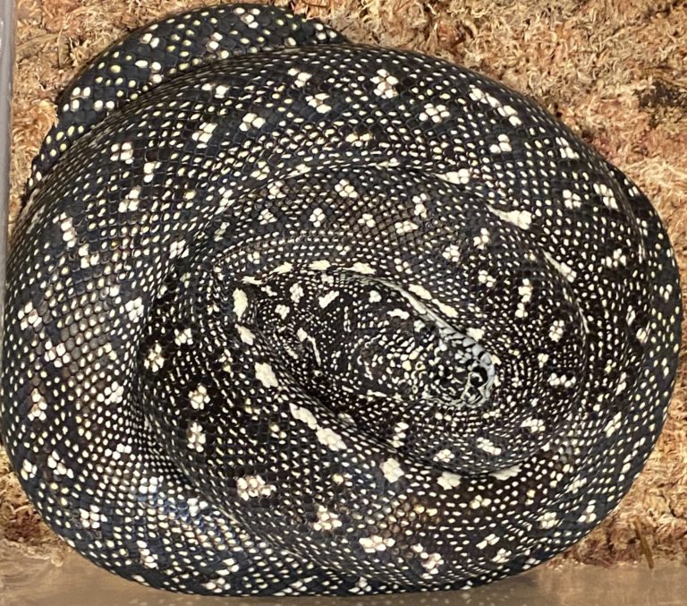 Diamond Pythons for Sale | Tampa Snakes