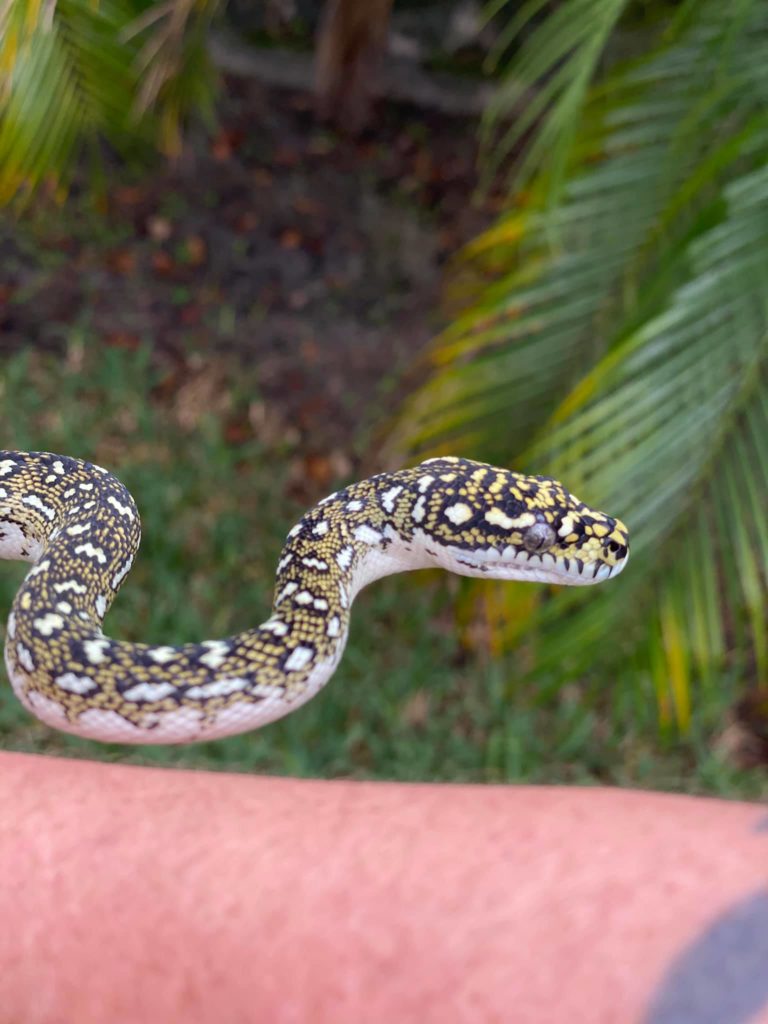 Contact Us | Tampa Snakes