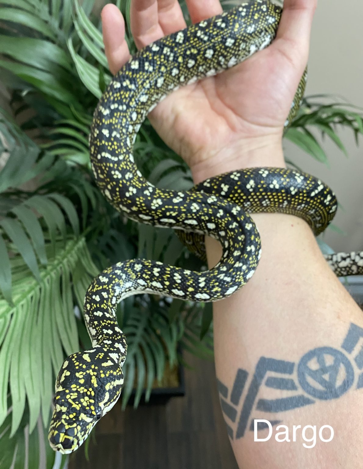 Our Snakes | Tampa Snakes