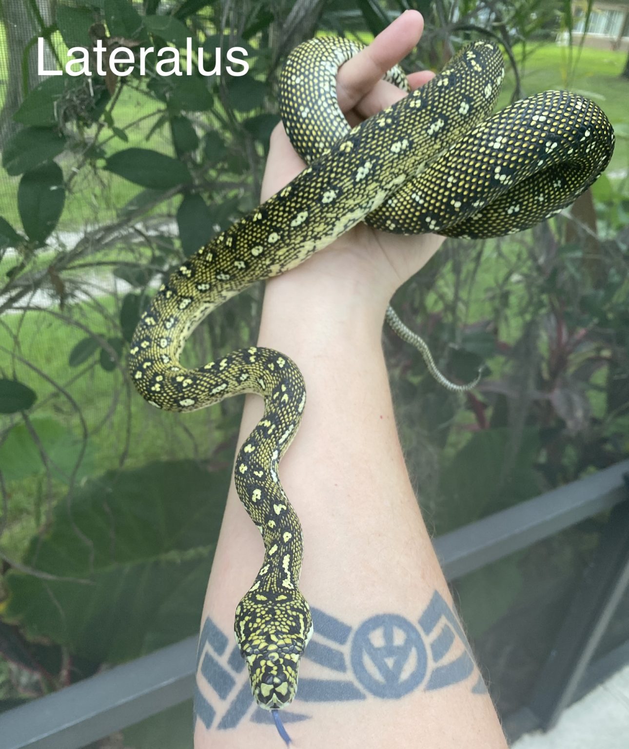 Our Snakes | Tampa Snakes