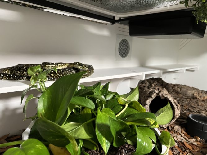 Diamond Python Enclosures | Tampa Snakes
