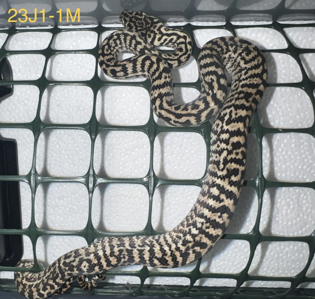 2023 “Enigma” Jungle Carpet Pythons | Tampa Snakes