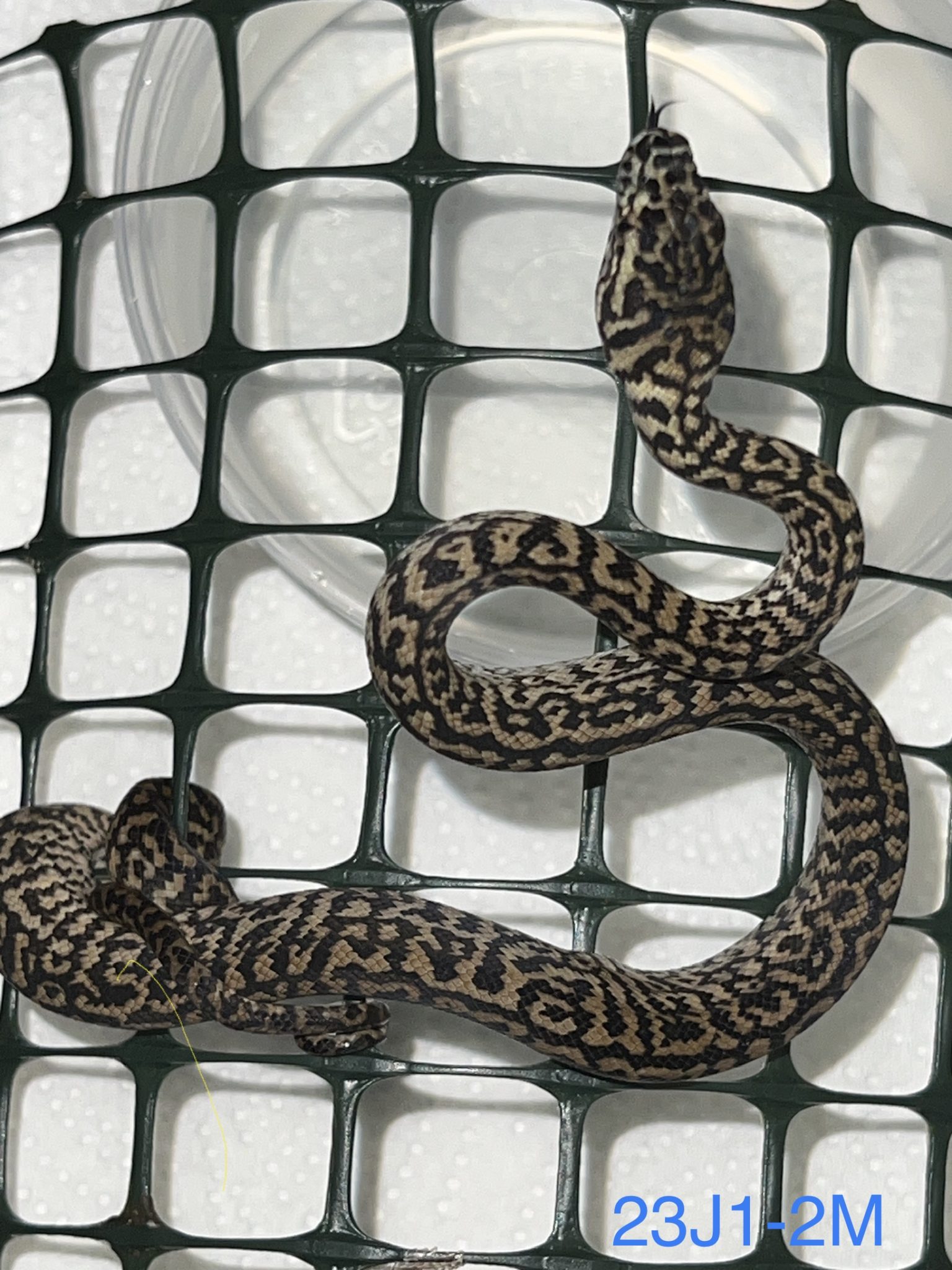 2023 “Enigma” Jungle Carpet Pythons | Tampa Snakes