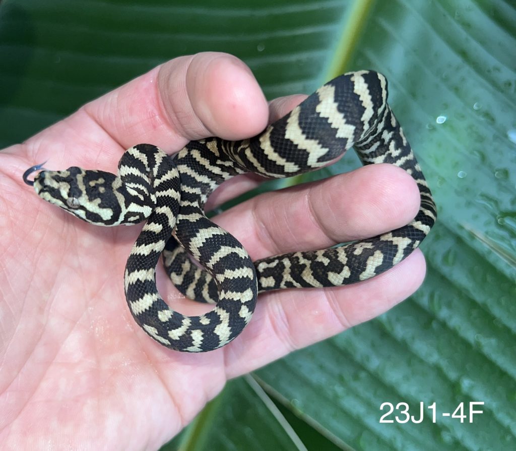 2023 “Enigma” Jungle Carpet Pythons | Tampa Snakes