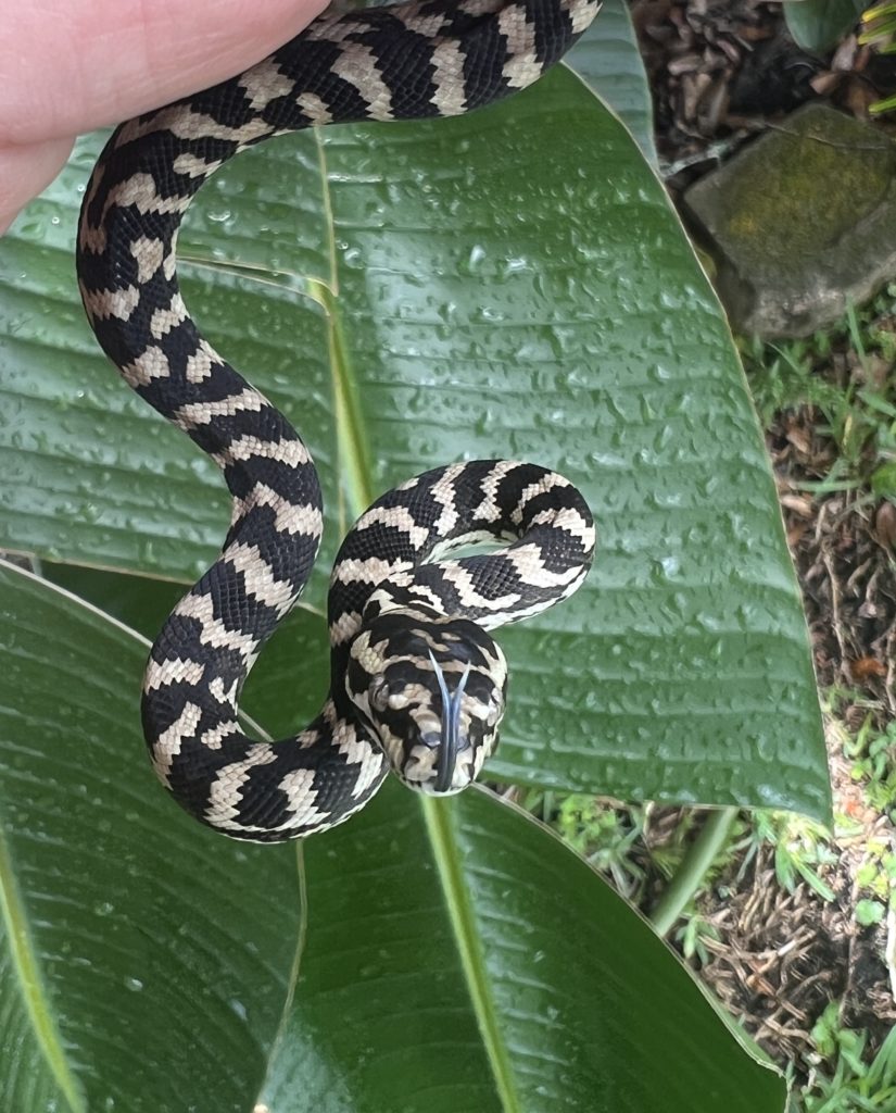 2023 “Enigma” Jungle Carpet Pythons | Tampa Snakes